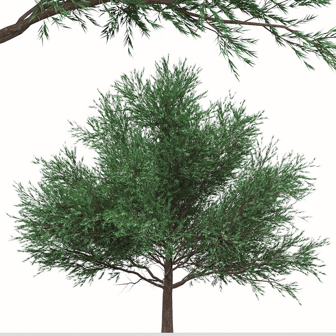 3D Model Set Of Melaleuca Bracteata Or Black Tea-tree Trees ...