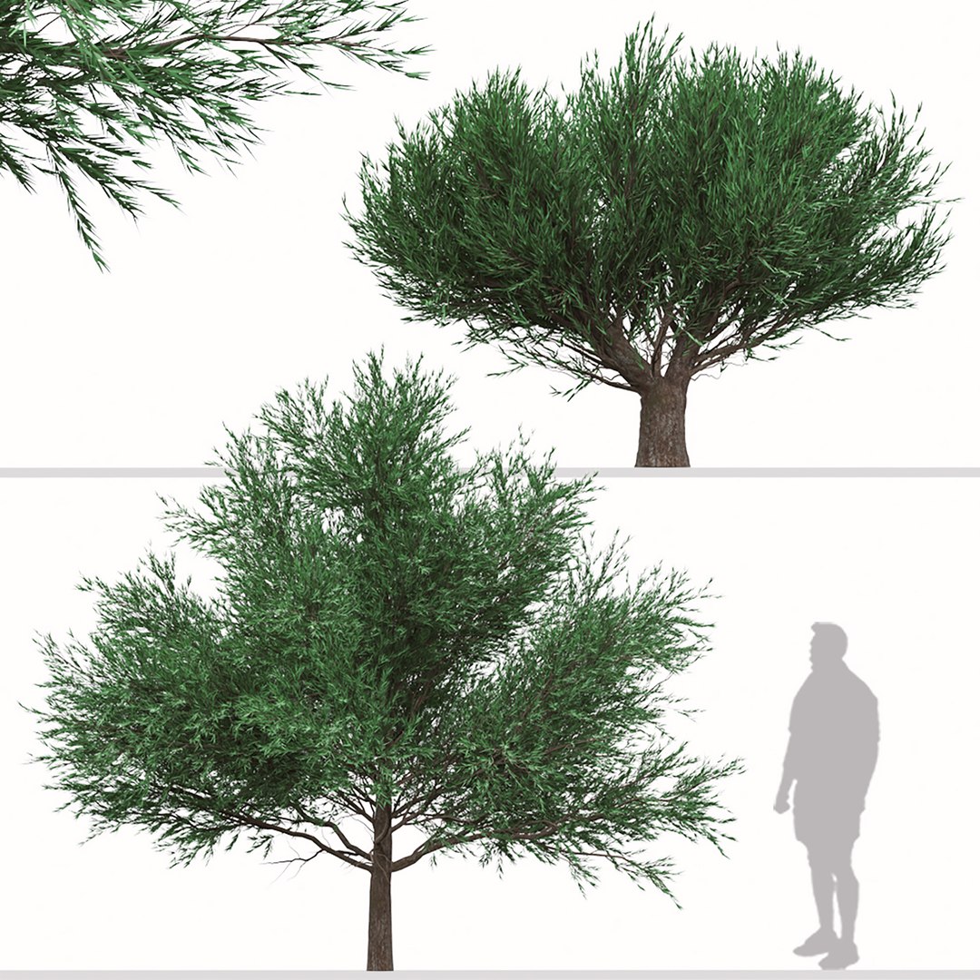 3D Model Set Of Melaleuca Bracteata Or Black Tea-tree Trees ...