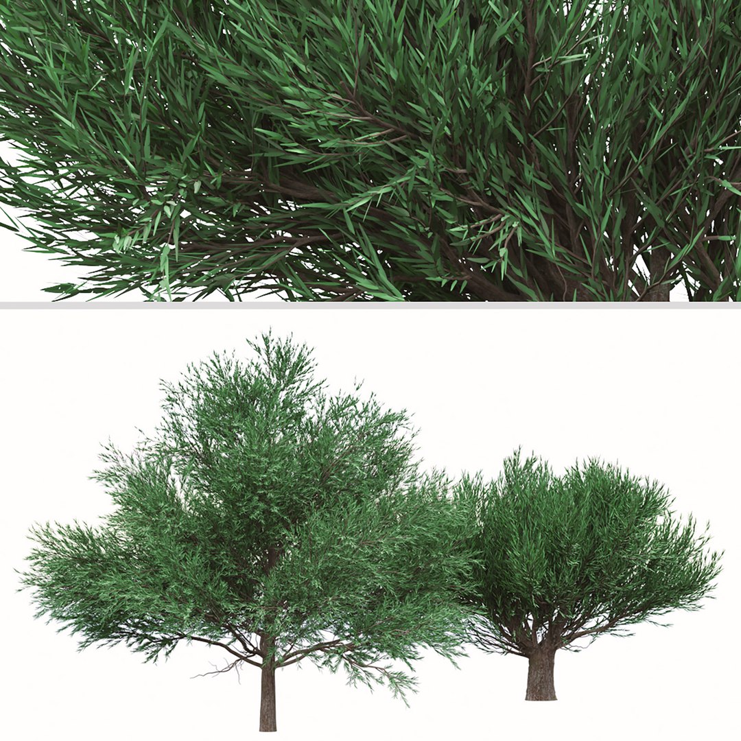 3D Model Set Of Melaleuca Bracteata Or Black Tea-tree Trees ...