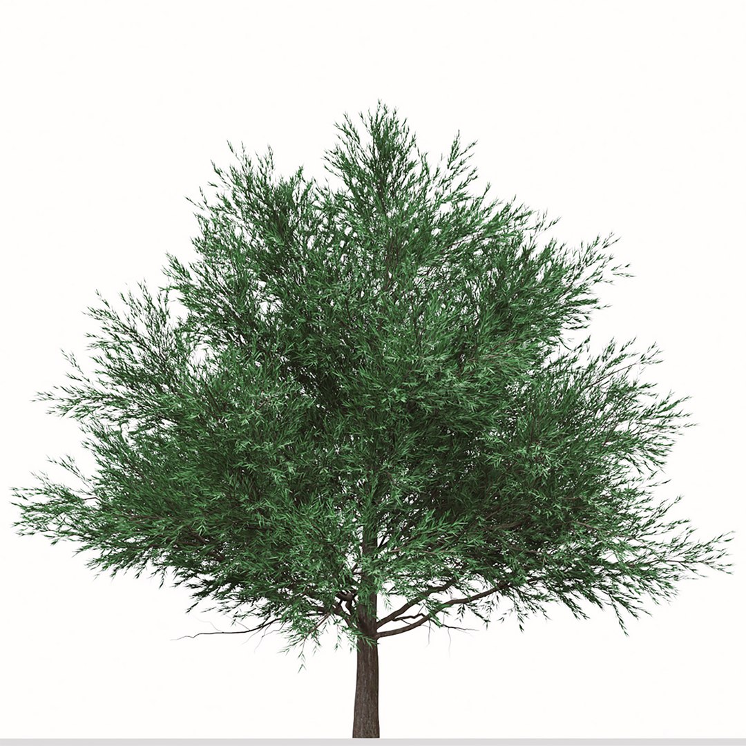 3D Model Set Of Melaleuca Bracteata Or Black Tea-tree Trees ...