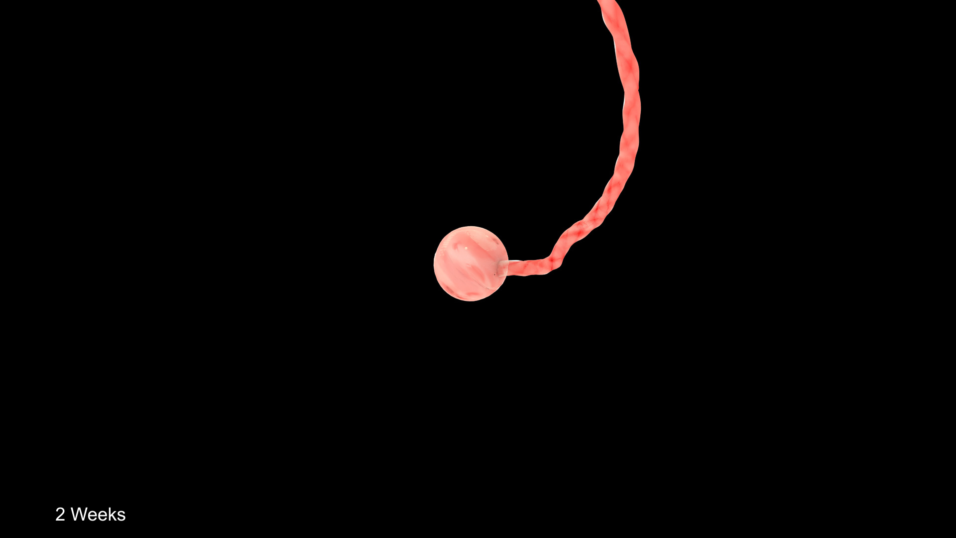 3D 2 Weeks Human Fetus Model - TurboSquid 2036750