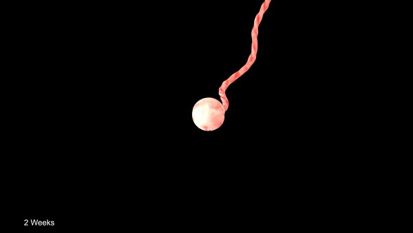 3D 2 Weeks Human Fetus model - TurboSquid 2036750