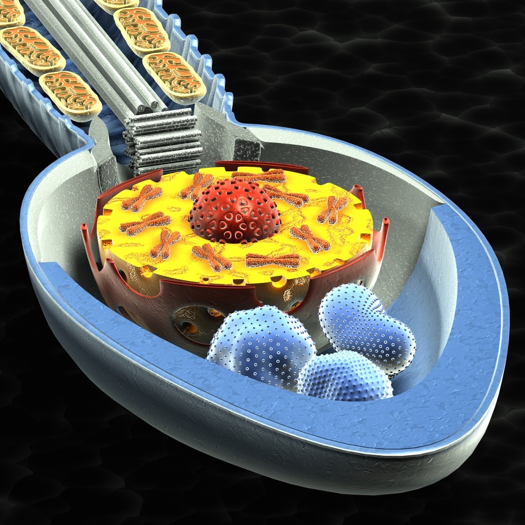 Sperm Ovum 3d Model