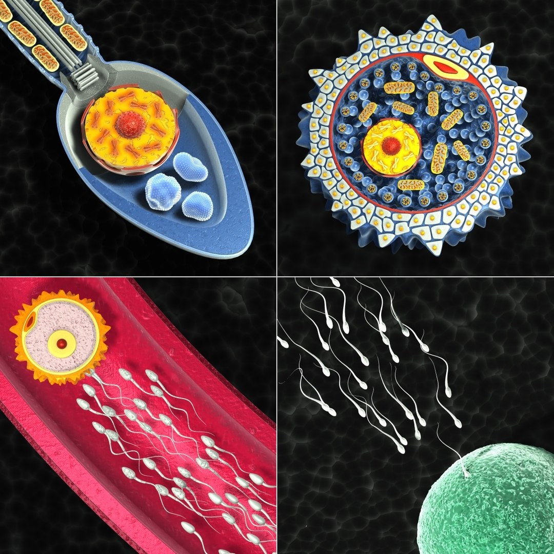 Human Cell Project Model