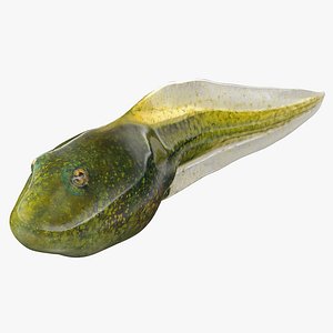 3D Tadpole Models - Browse & Download Formats - TurboSquid