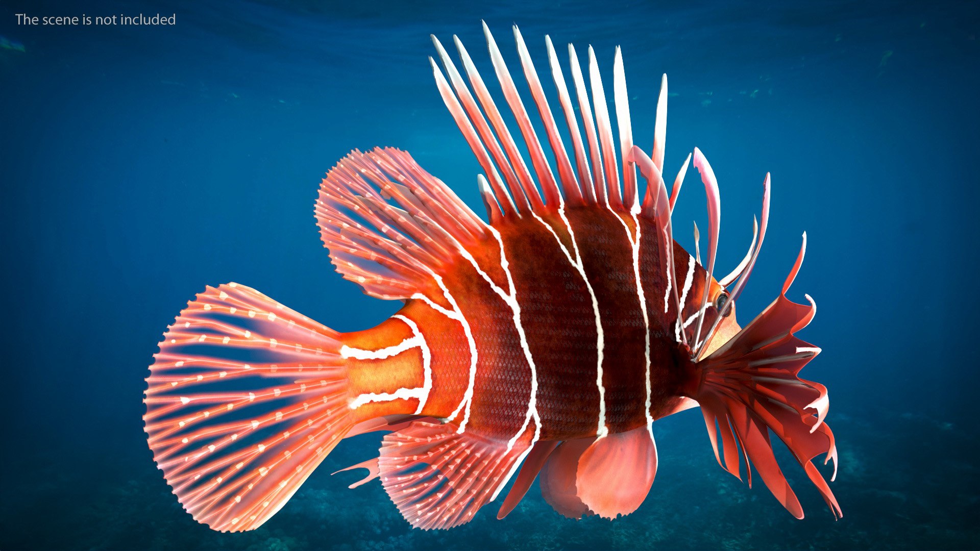 3D Clearfin Lionfish - TurboSquid 2000816