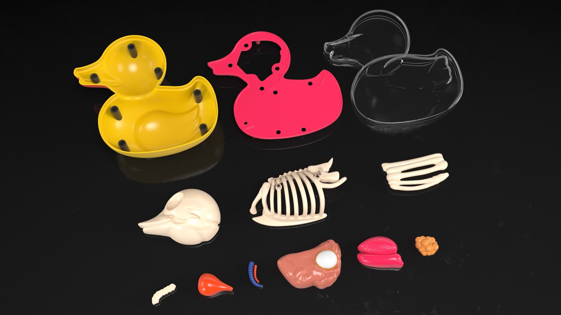 Bath Duck Anatomy Parts 3D - TurboSquid 1839952