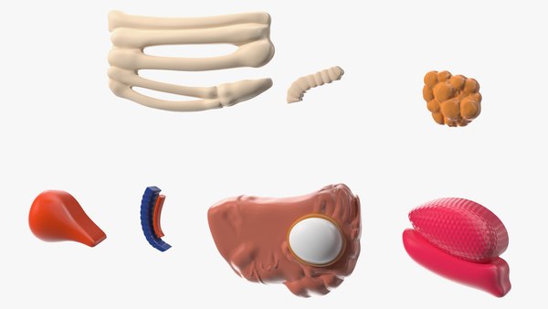modelo 3d Partes de la anatomía del pato de baño - TurboSquid 1839952