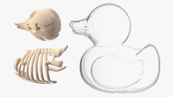 modelo 3d Partes de la anatomía del pato de baño - TurboSquid 1839952