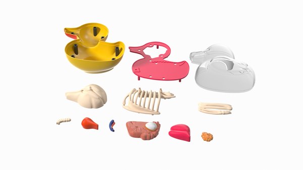 modelo 3d Partes de la anatomía del pato de baño - TurboSquid 1839952