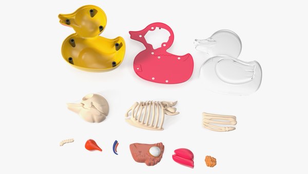 modelo 3d Partes de la anatomía del pato de baño - TurboSquid 1839952