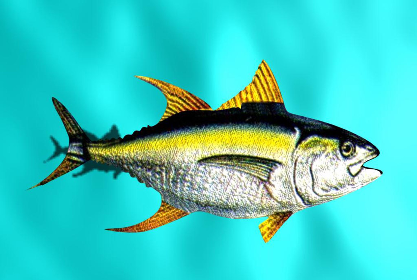 Free Yellow Fin Tuna 3d Model