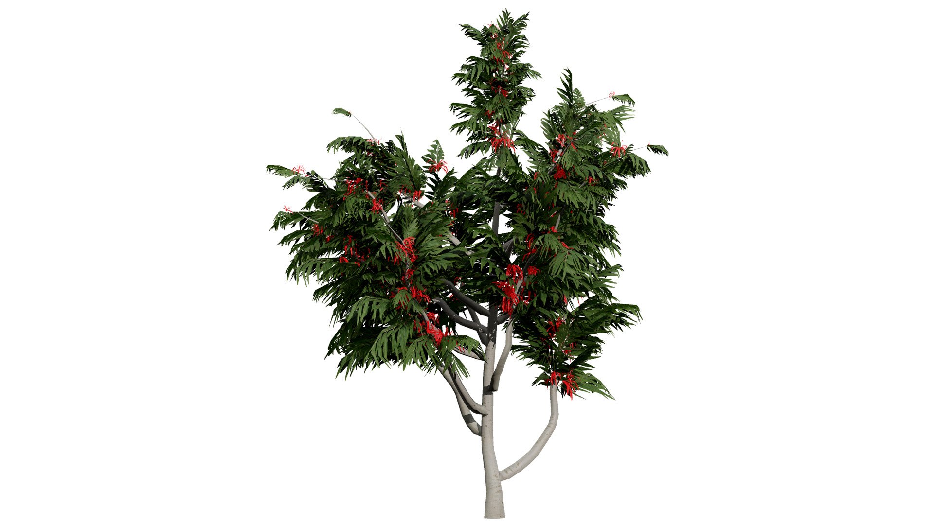 Alloxylon Flammeum 3D Asset 3D - TurboSquid 2344490