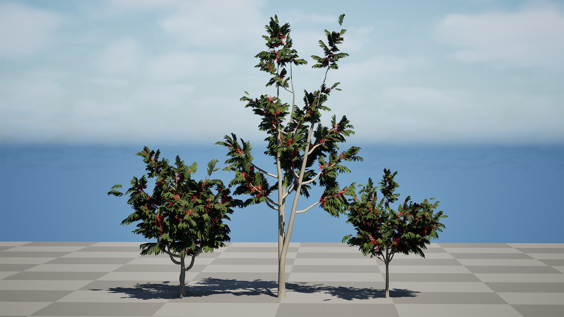 Alloxylon Flammeum 3D Asset 3D - TurboSquid 2344490