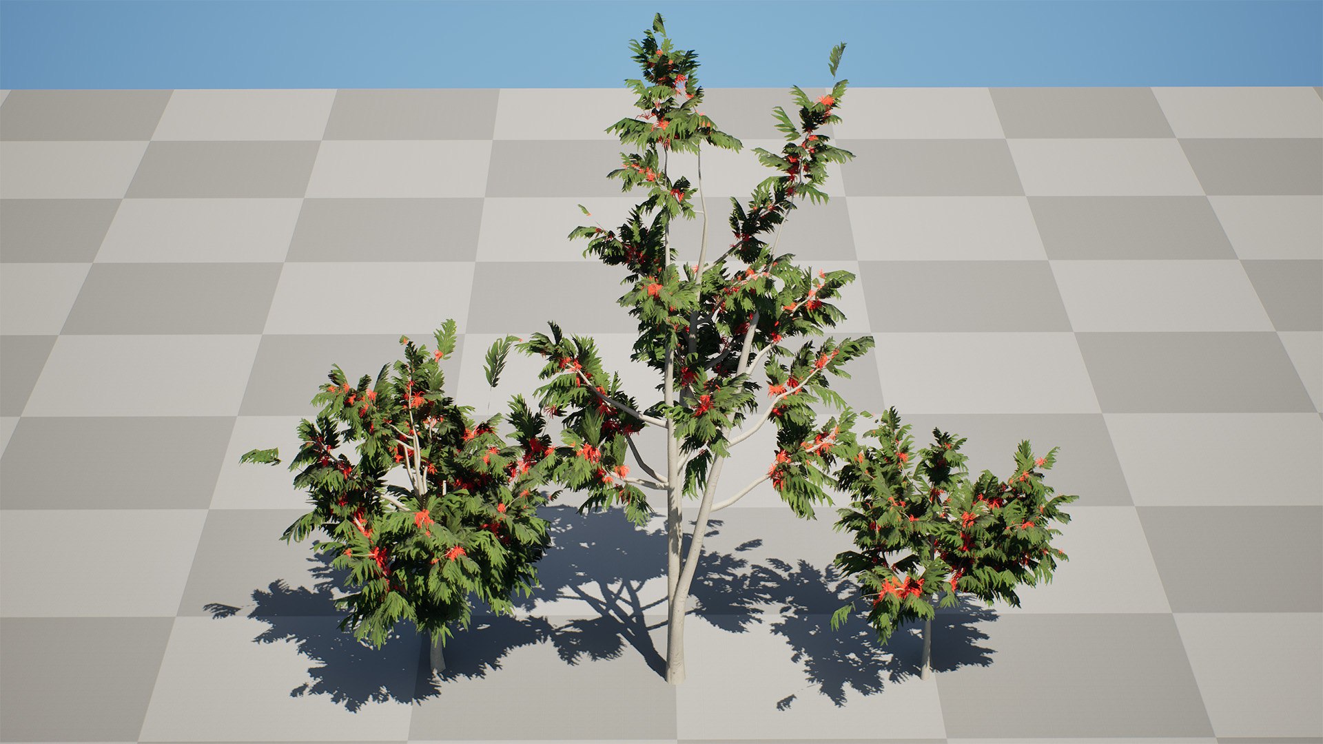 Alloxylon Flammeum 3D Asset 3D - TurboSquid 2344490