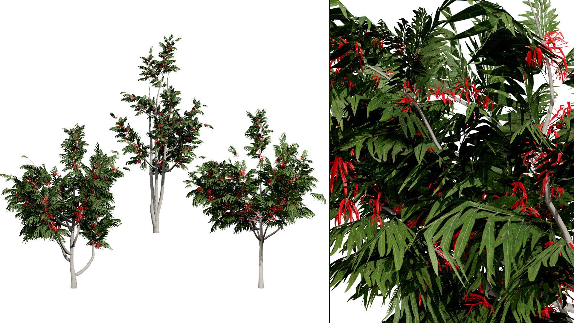 Alloxylon Flammeum 3D Asset 3D - TurboSquid 2344490