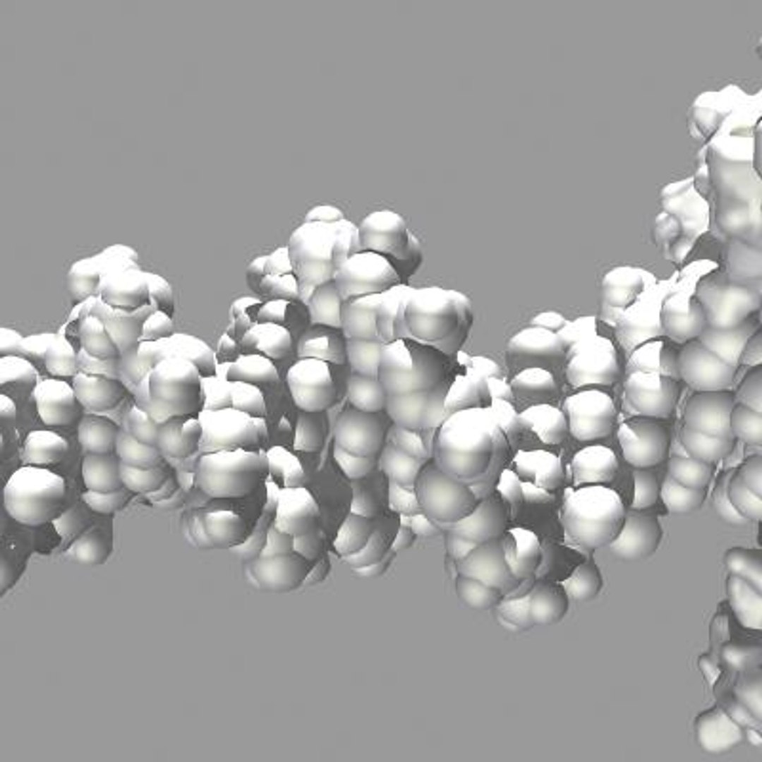 dna helicase 3d model