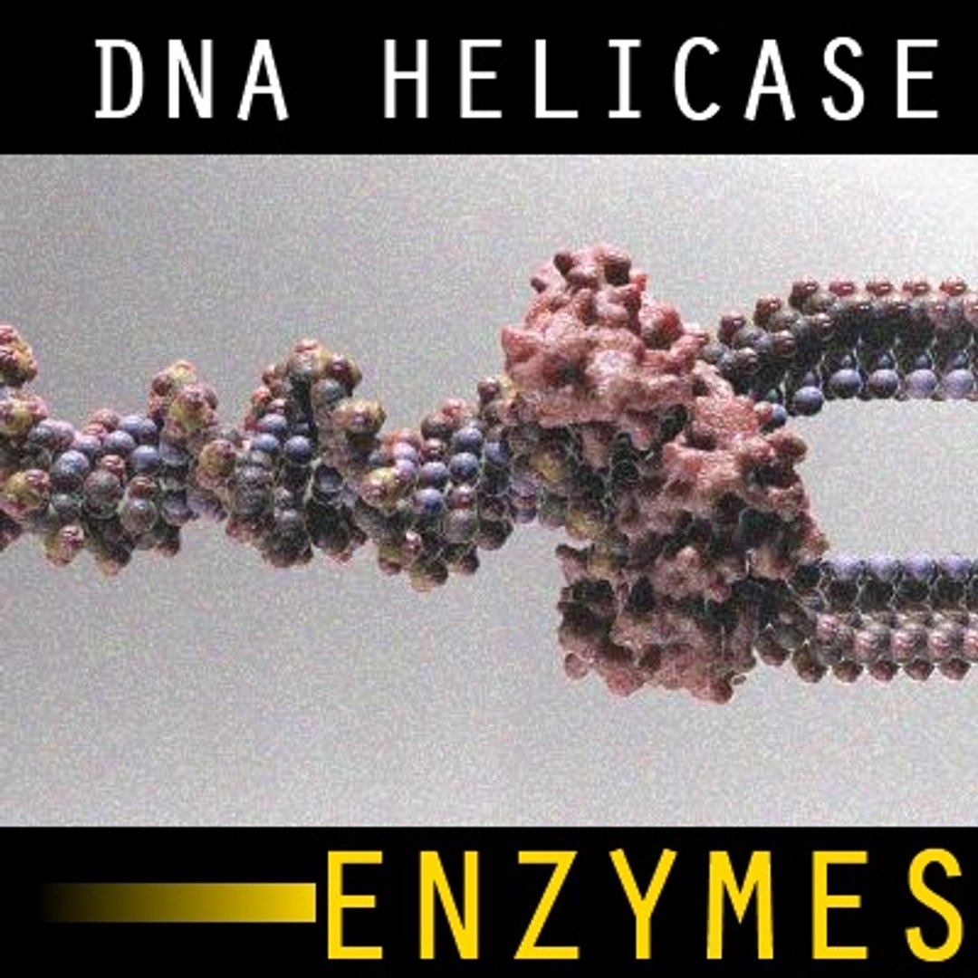 dna helicase 3d model
