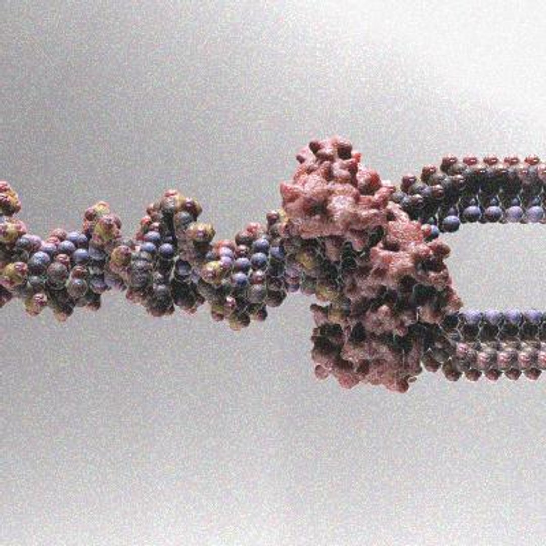 dna helicase 3d model