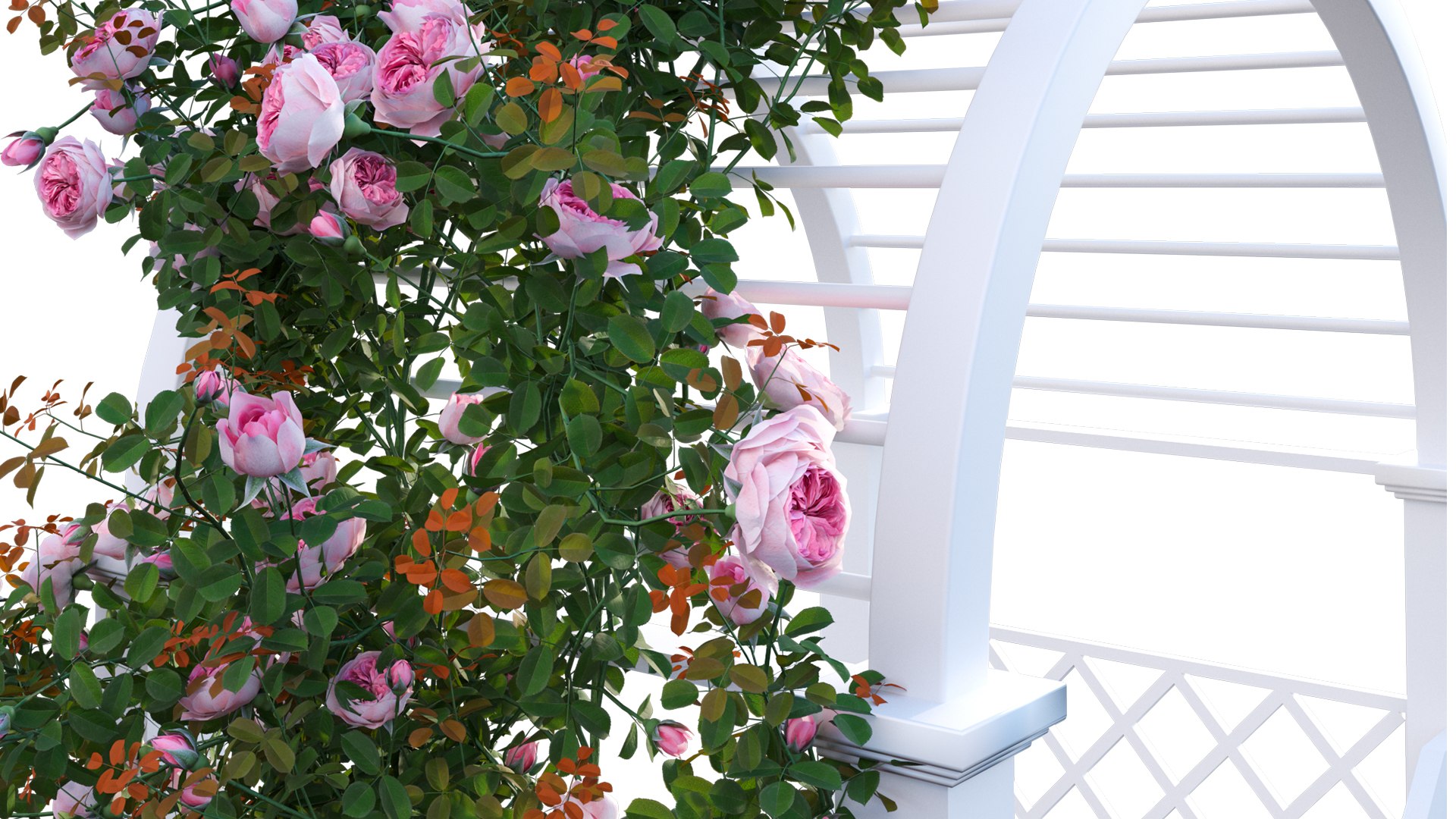 3D Climbing Rose - Rose Gate - TurboSquid 2048951