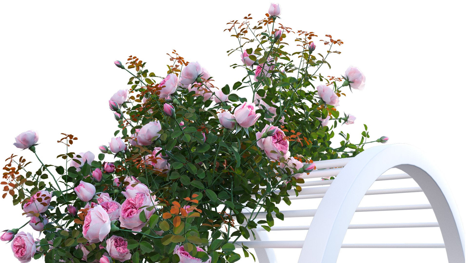 3D Climbing Rose - Rose Gate - TurboSquid 2048951