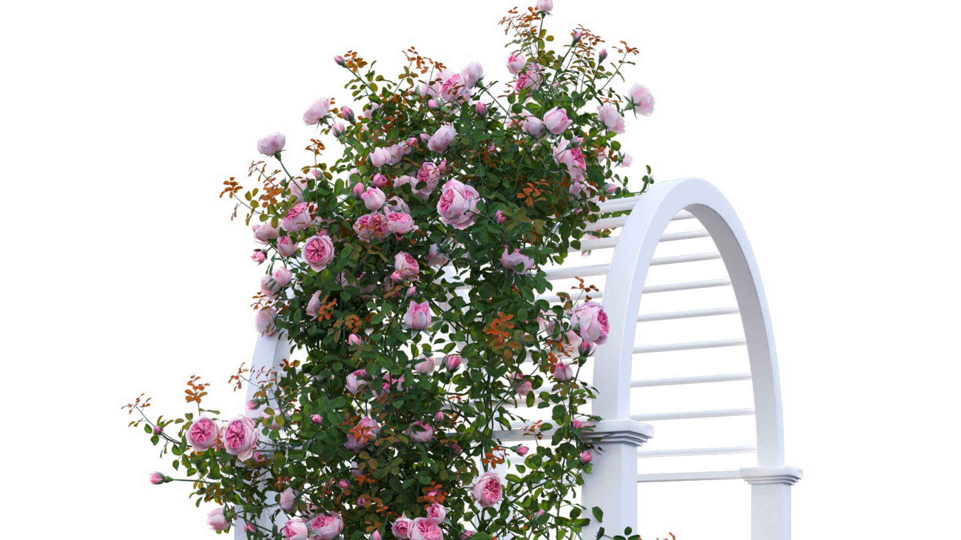 3D Climbing Rose - Rose Gate - TurboSquid 2048951