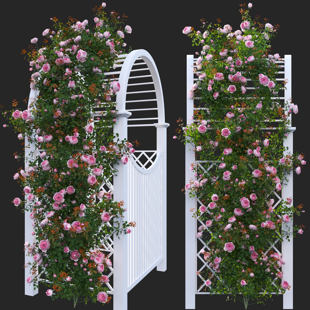 3D Climbing Rose - Rose Gate - TurboSquid 2048951