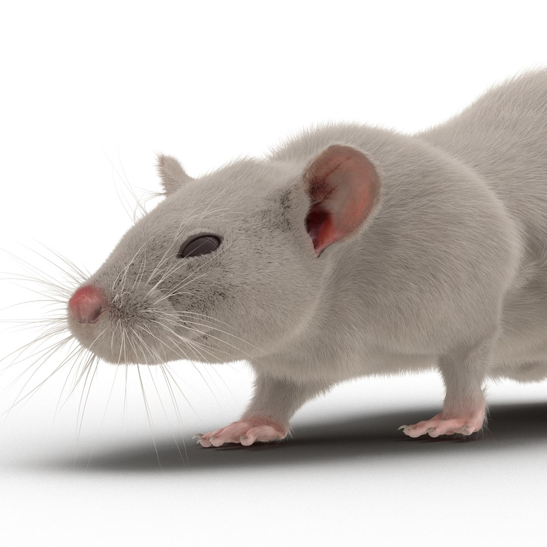 3d White Rat Pose 3 Model