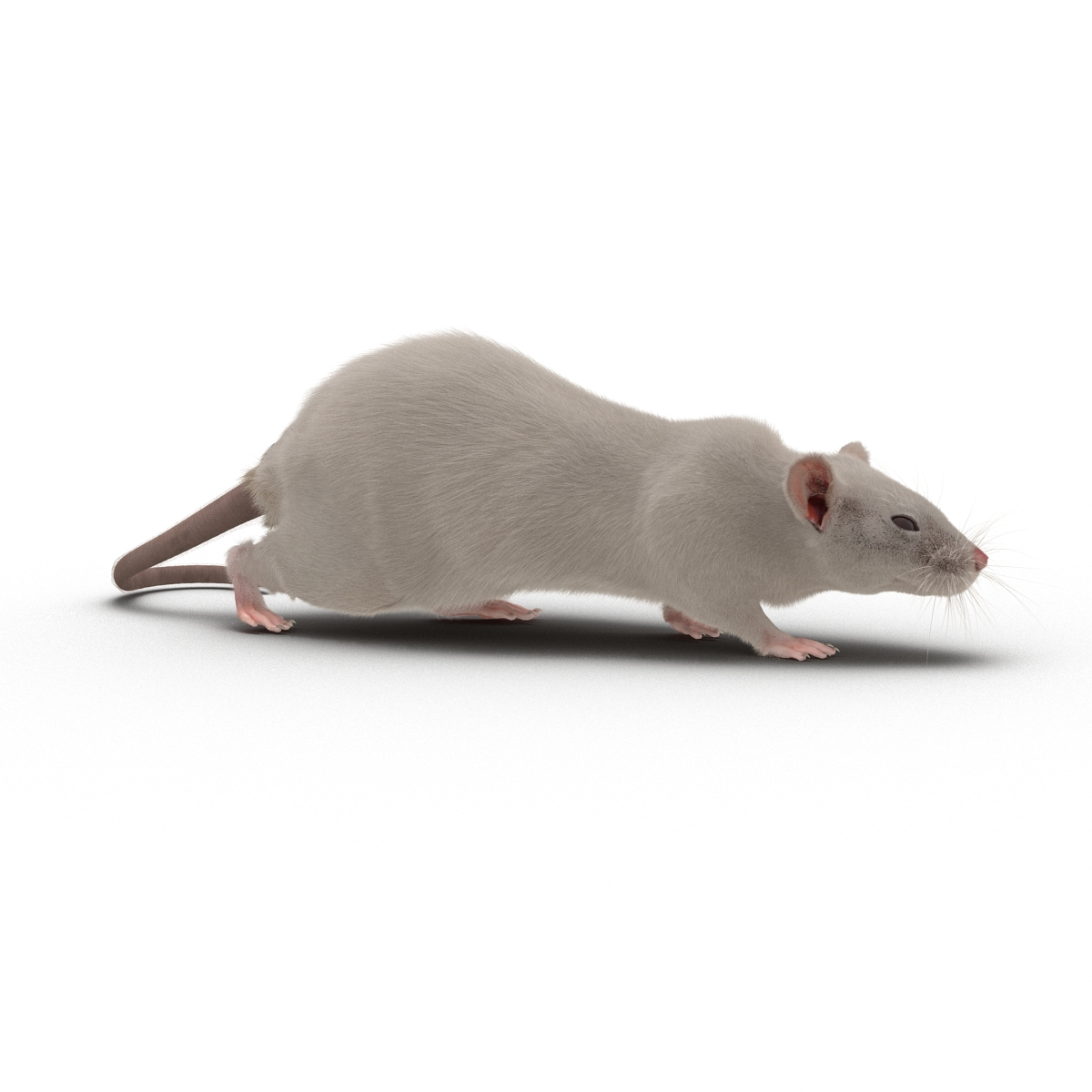 3d white rat pose 3 model