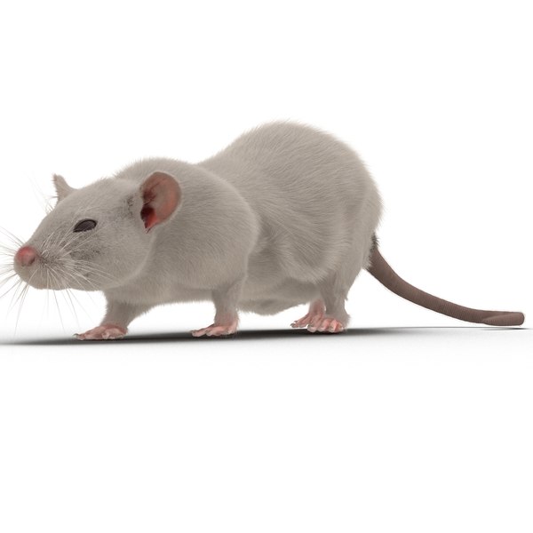 3d white rat pose 3 model