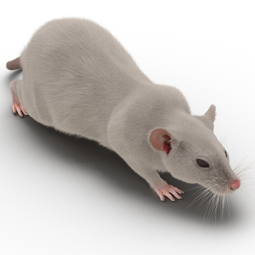 3d White Rat Pose 3 Model
