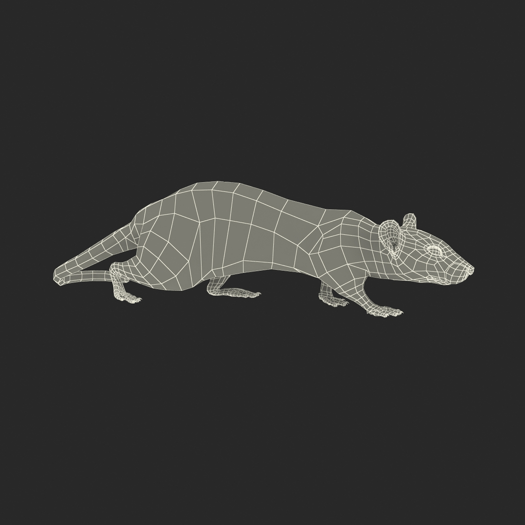 3d White Rat Pose 3 Model
