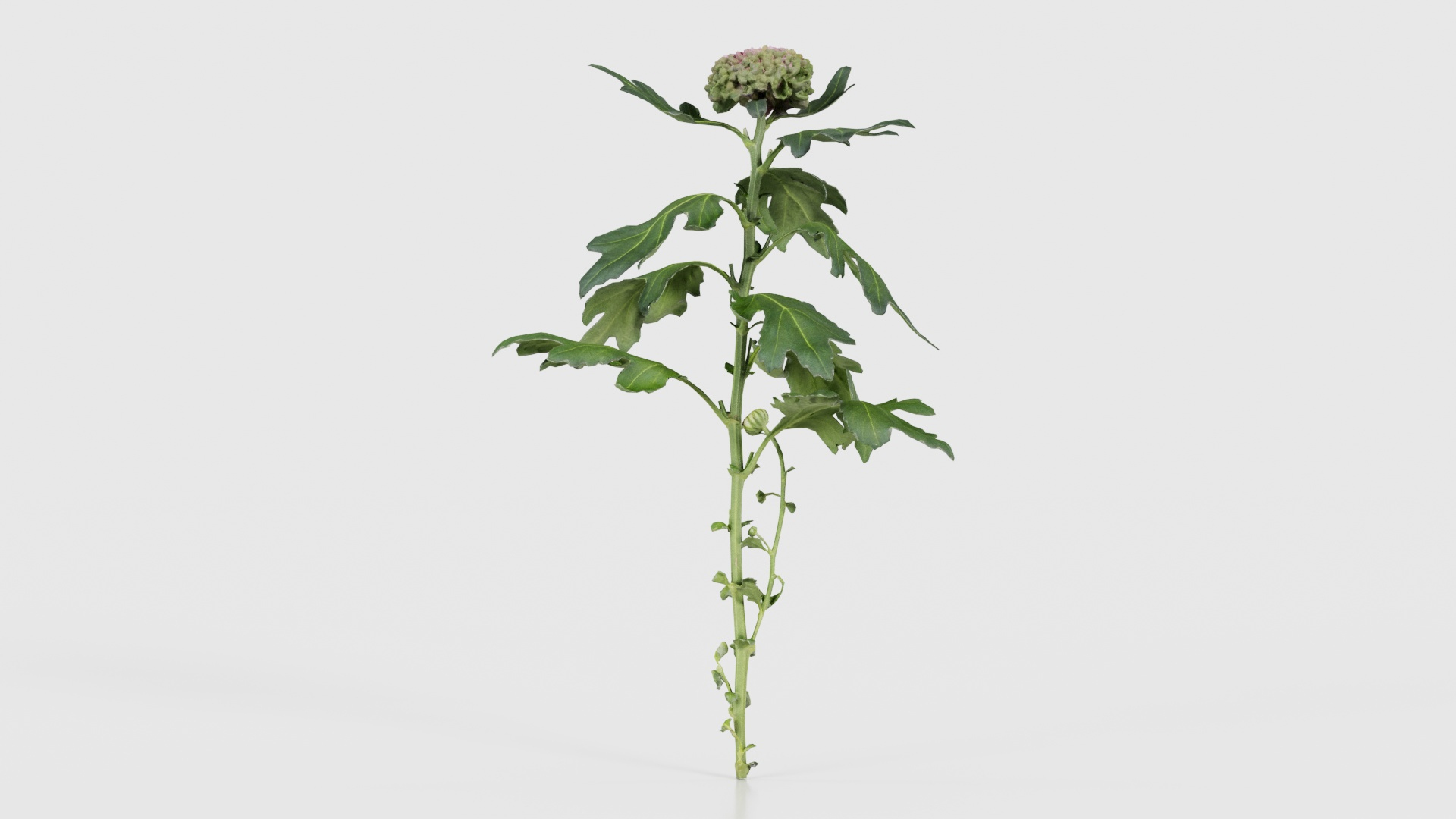 3D Model Chrysanthemum Garden Mum Morifolium Remastered - TurboSquid ...