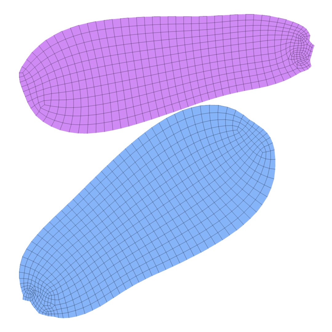 3D Zucchini Cucurbita pepo - Extreme Definition 3D Scanned model ...