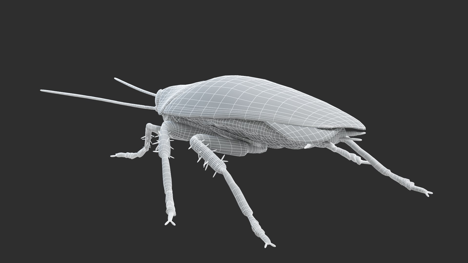 3D model Cockroach - TurboSquid 1969879