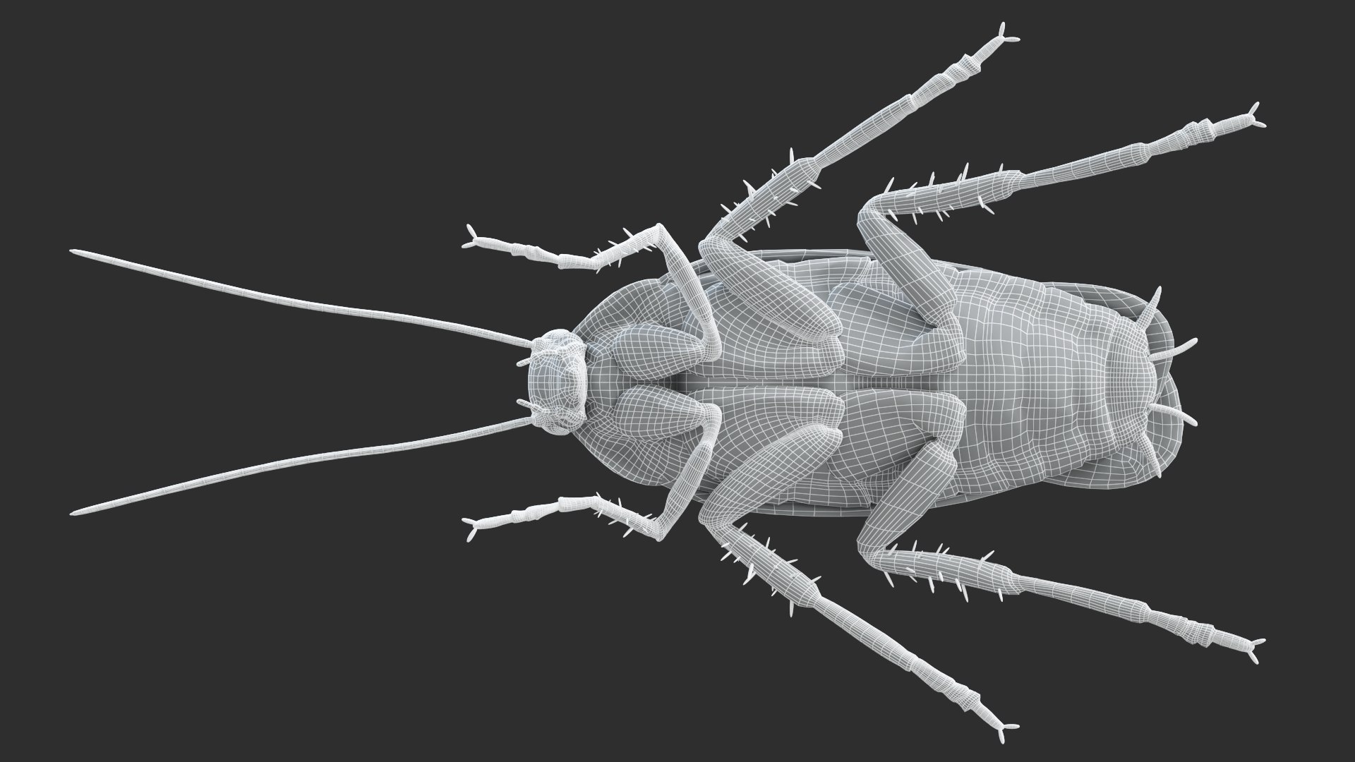 3D model Cockroach - TurboSquid 1969879