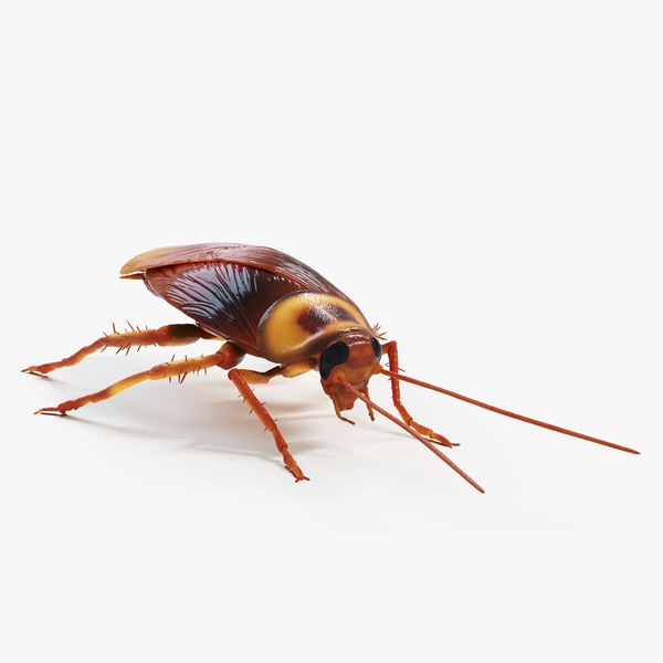 Cockroach 3D Models for Download | TurboSquid