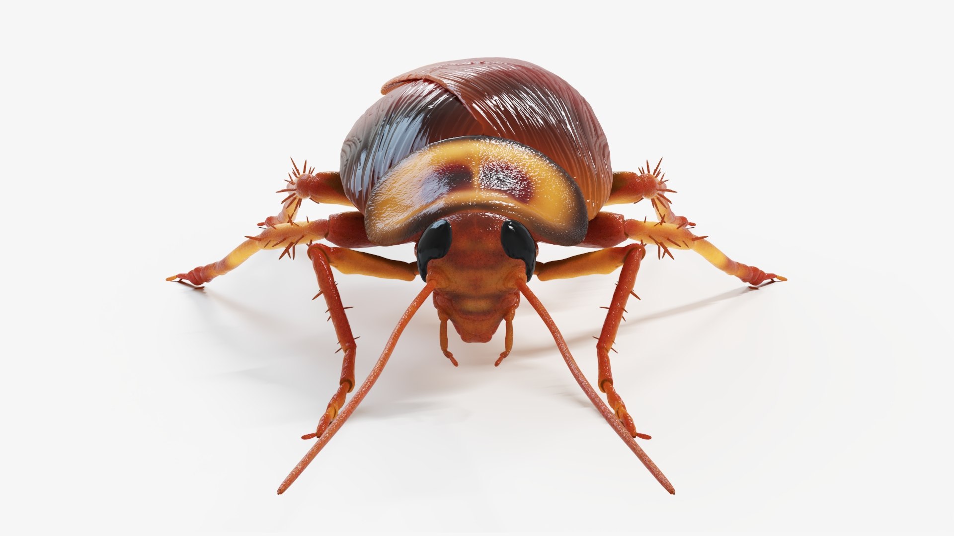 3D model Cockroach - TurboSquid 1969879