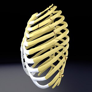 3D Rib Cage Models - Browse & Download Formats - TurboSquid