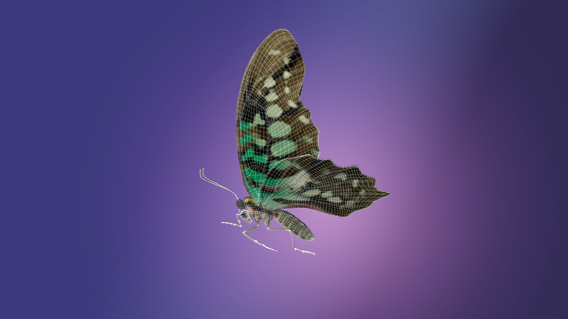 Butterfly Tayled Jay 3D Model - TurboSquid 2427562