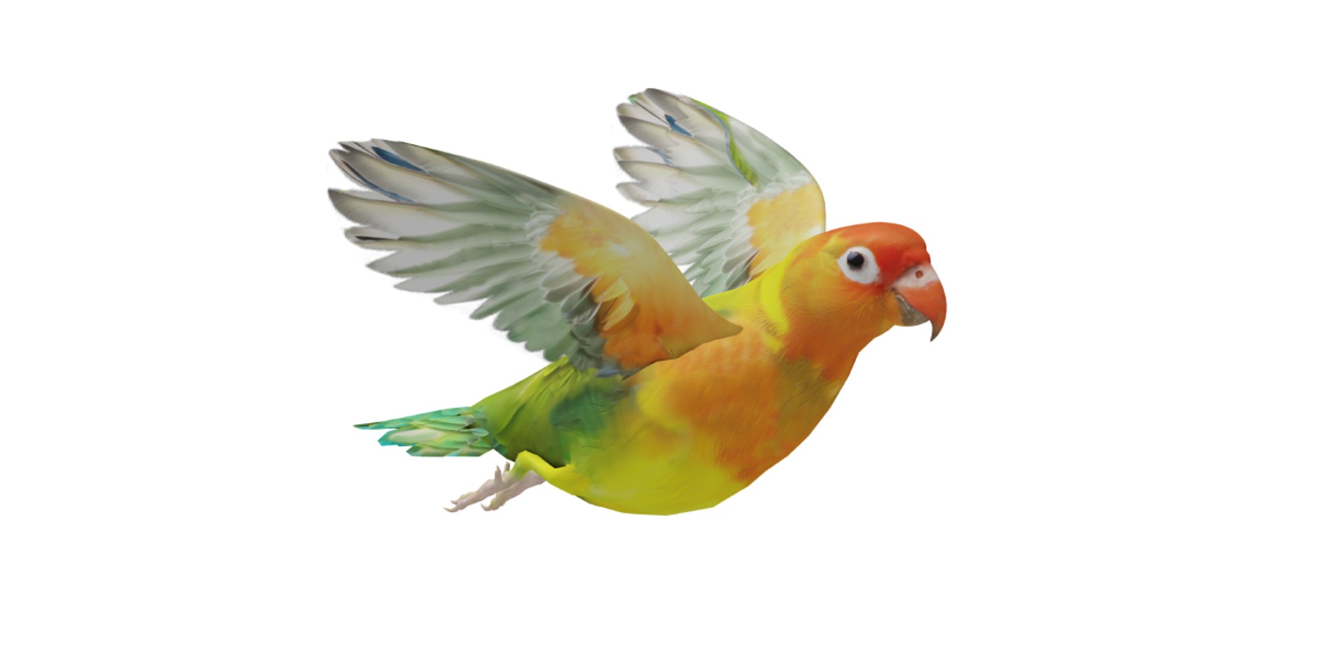 Lovebird Parrot 3D Model - TurboSquid 2339558