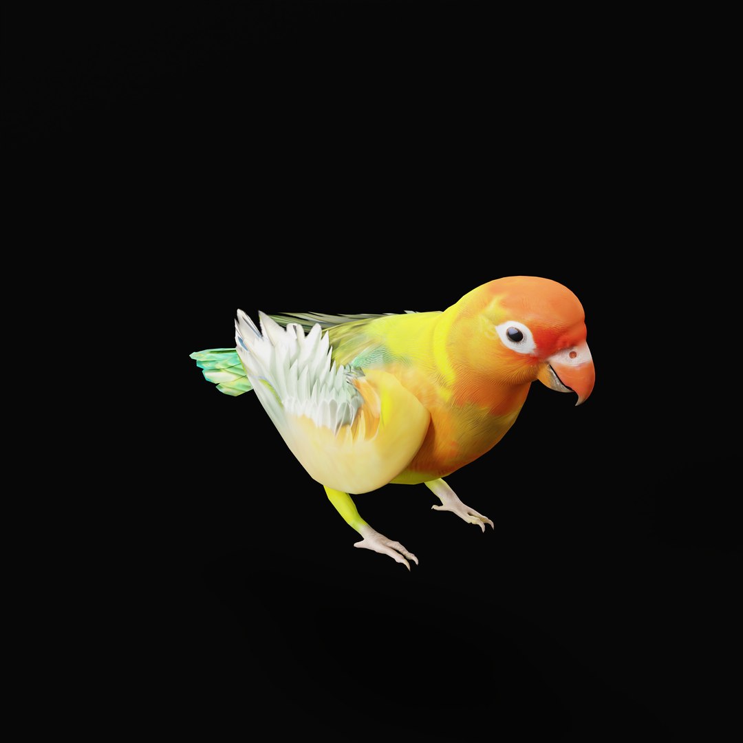 Lovebird Parrot 3D Model - TurboSquid 2339558