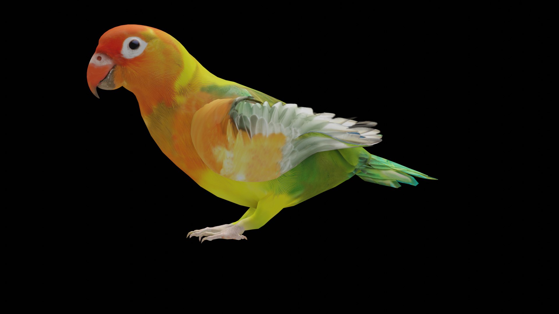 Lovebird Parrot 3D Model - TurboSquid 2339558