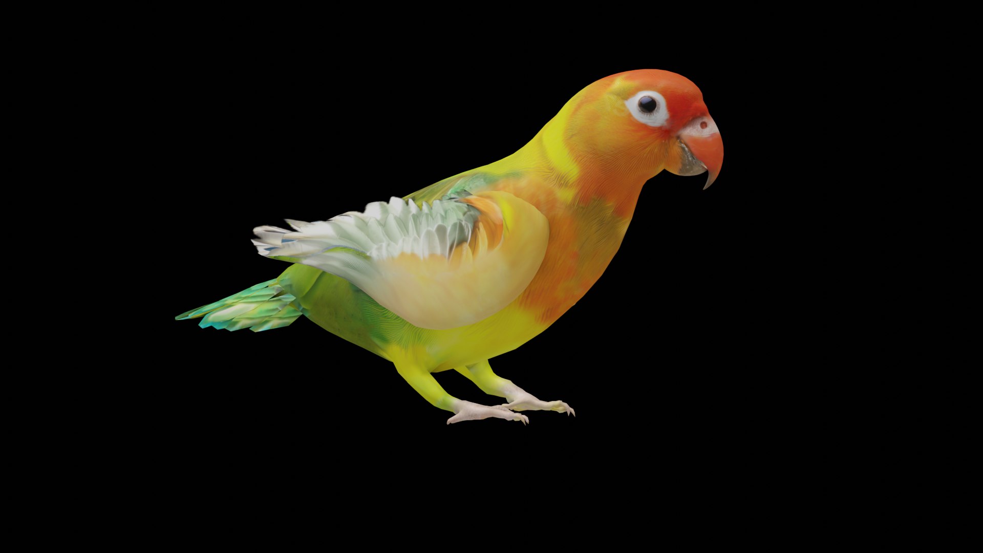 Lovebird Parrot 3D Model - TurboSquid 2339558