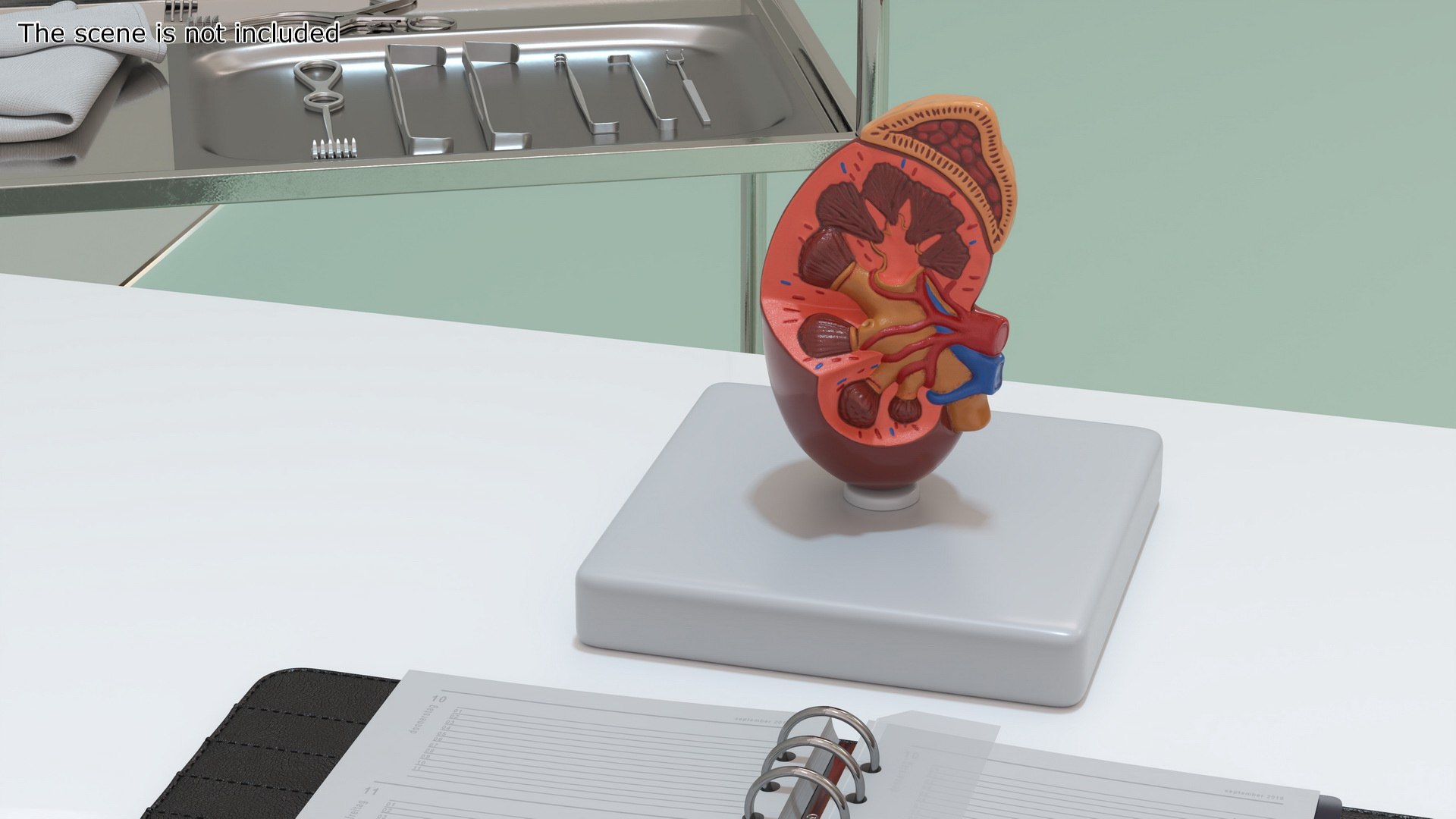 3D Medical Models Collection 6 - TurboSquid 2356929