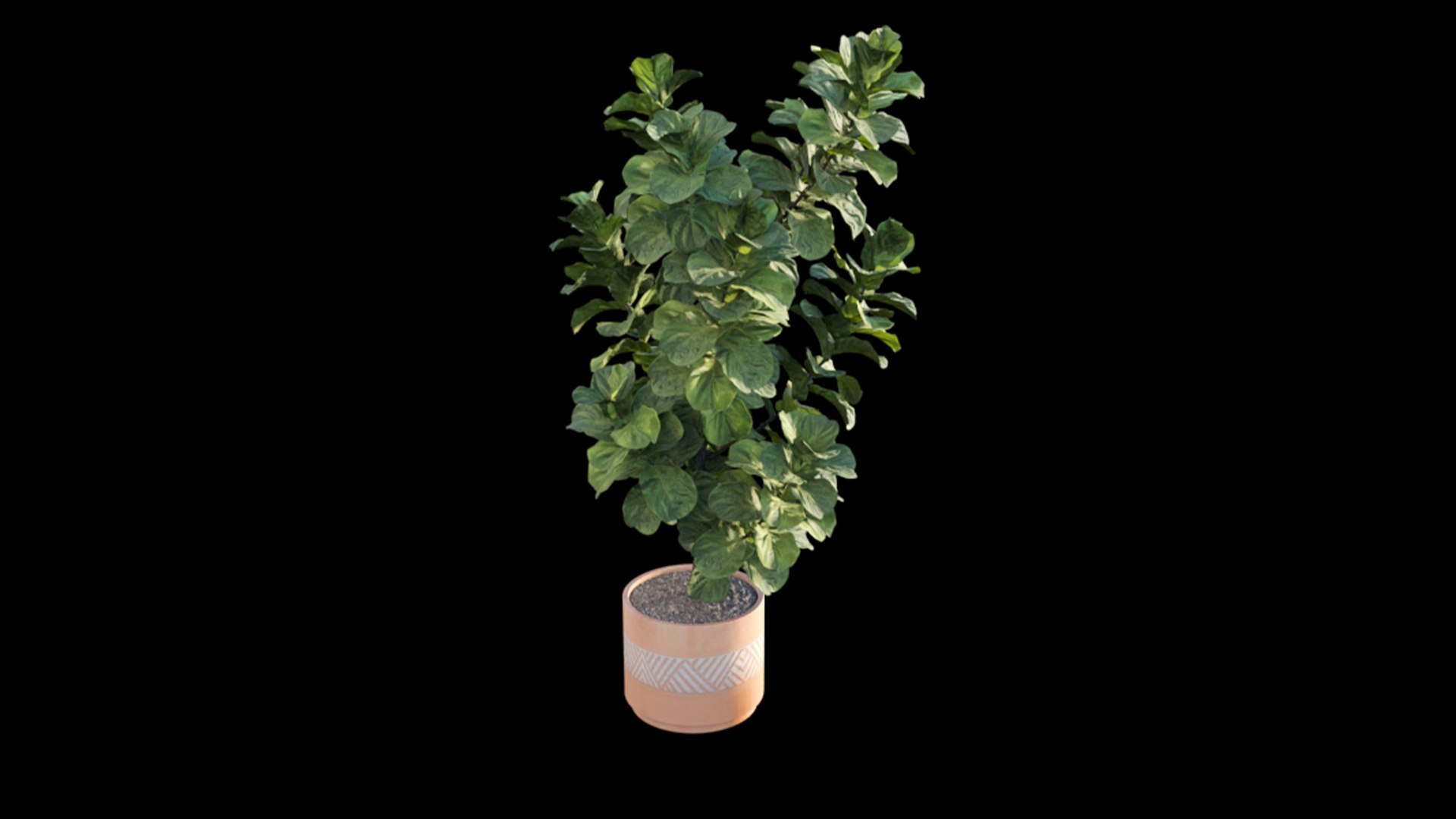 3D Ficus Lyrata - Ficus Pandurata - TurboSquid 1757143