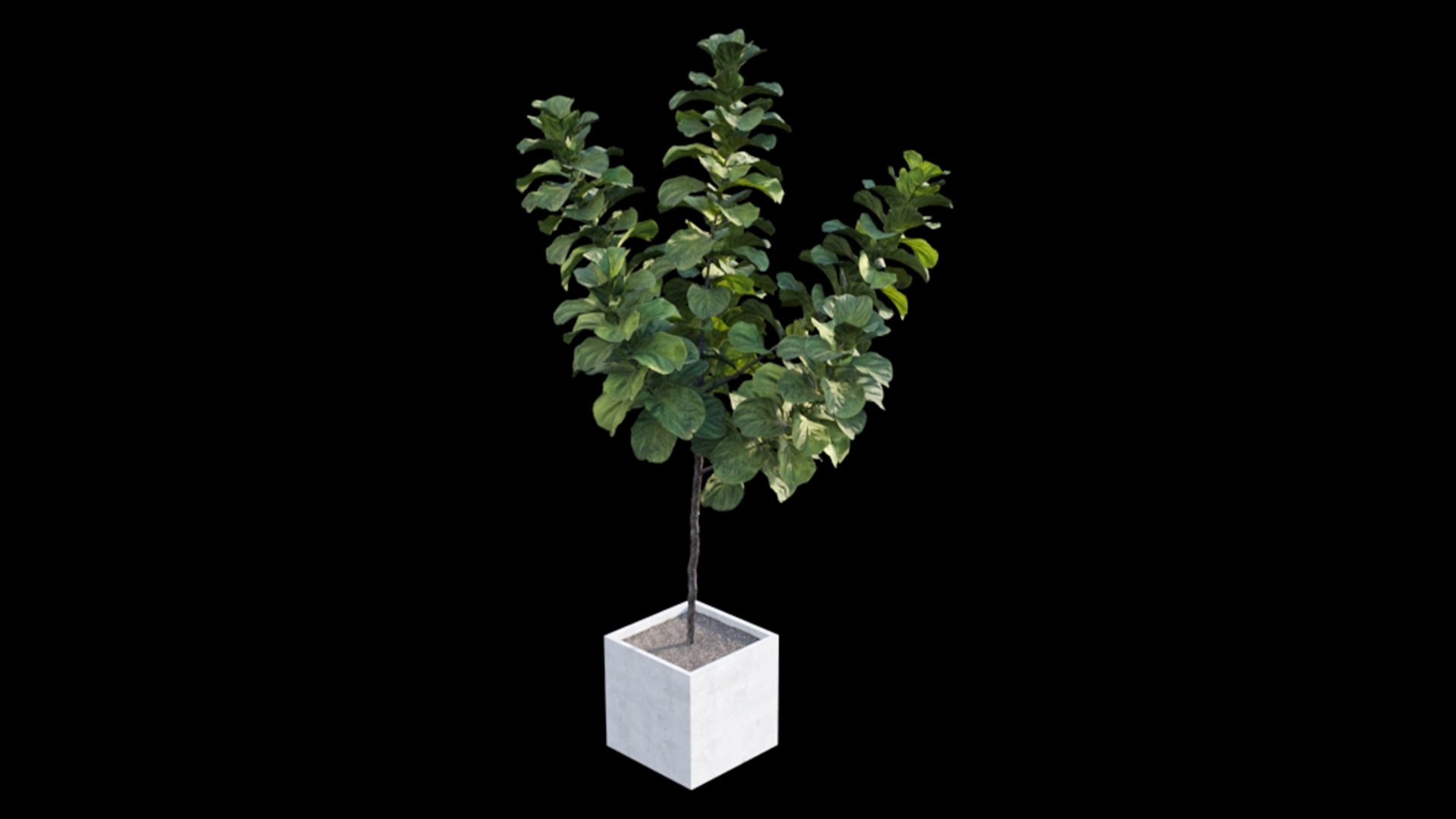 3D Ficus Lyrata - Ficus Pandurata - TurboSquid 1757143
