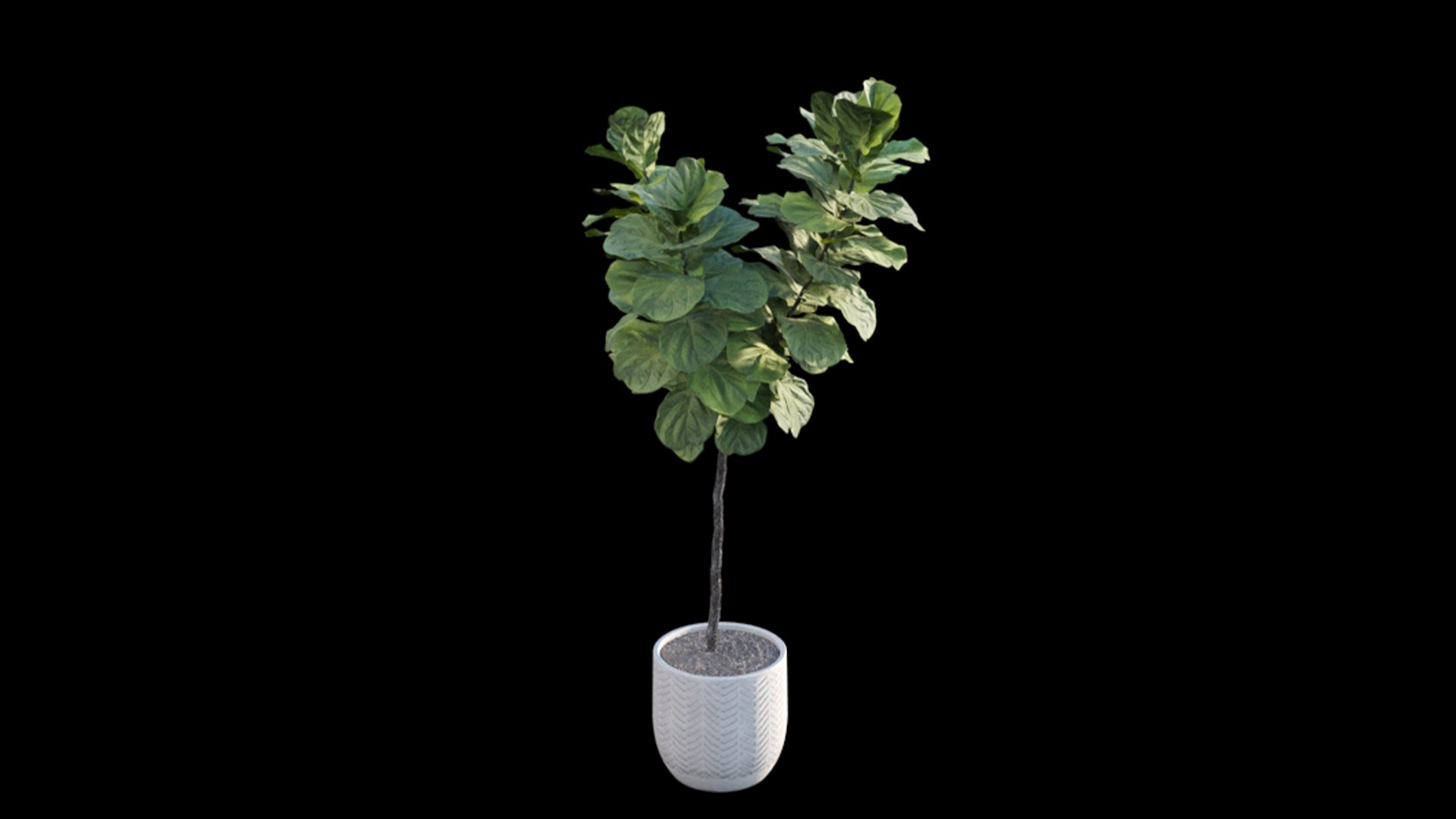 3D Ficus Lyrata - Ficus Pandurata - TurboSquid 1757143
