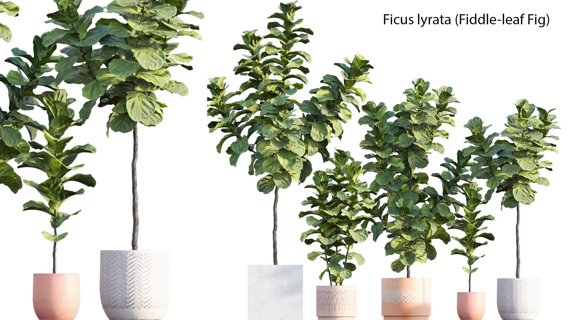 3D Ficus Lyrata - Ficus Pandurata - TurboSquid 1757143