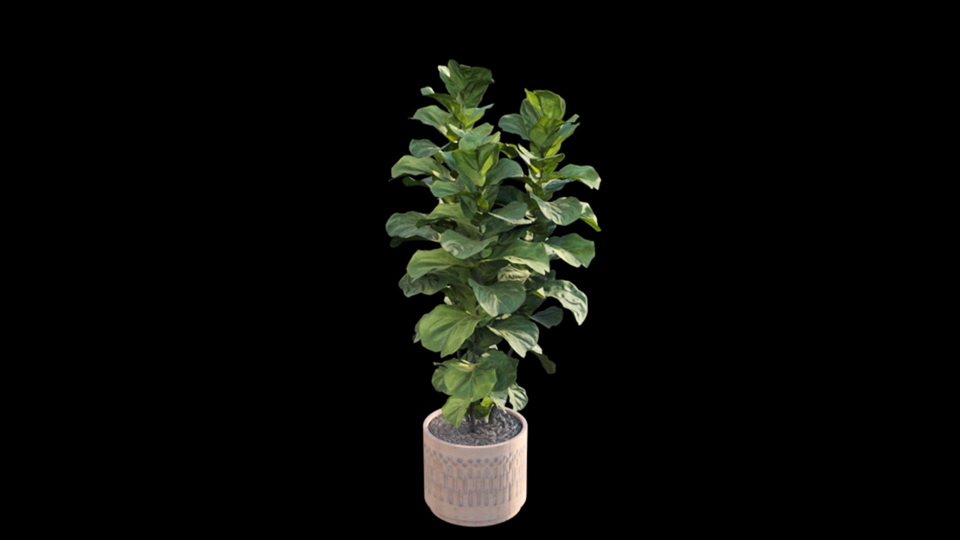 3D Ficus Lyrata - Ficus Pandurata - TurboSquid 1757143